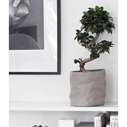 Ficus Ginseng BONSAI 100 cm - Levéldísznövények Ficus Ginseng BONSAI 100 cm - Levéldísznövények